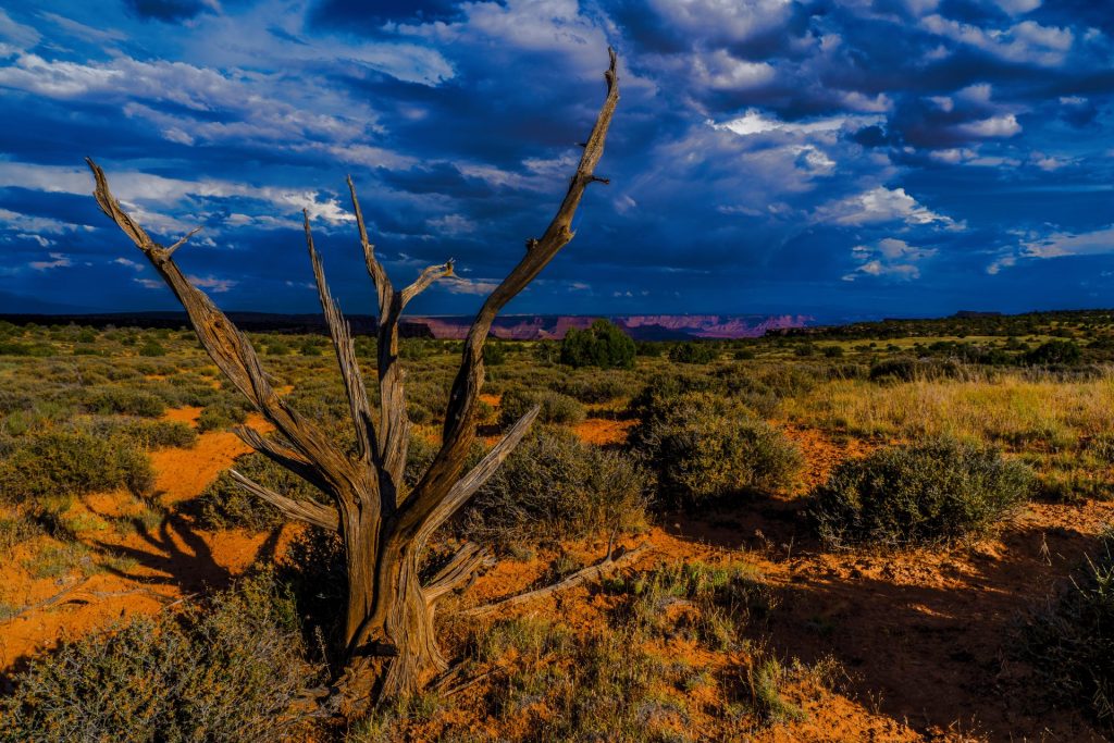 Fool's Errand - Wilderness Exclusives Fine Art Photography