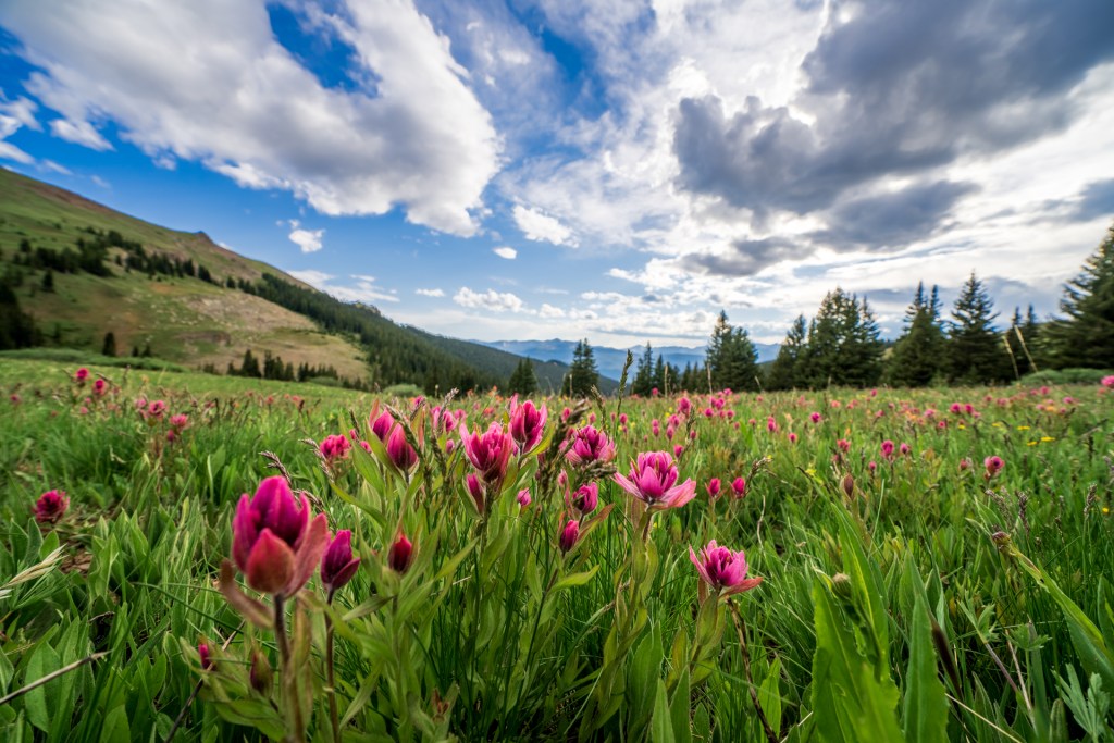 Colorado Wildflower Hunting 2024 - Wilderness Exclusives Fine Art ...